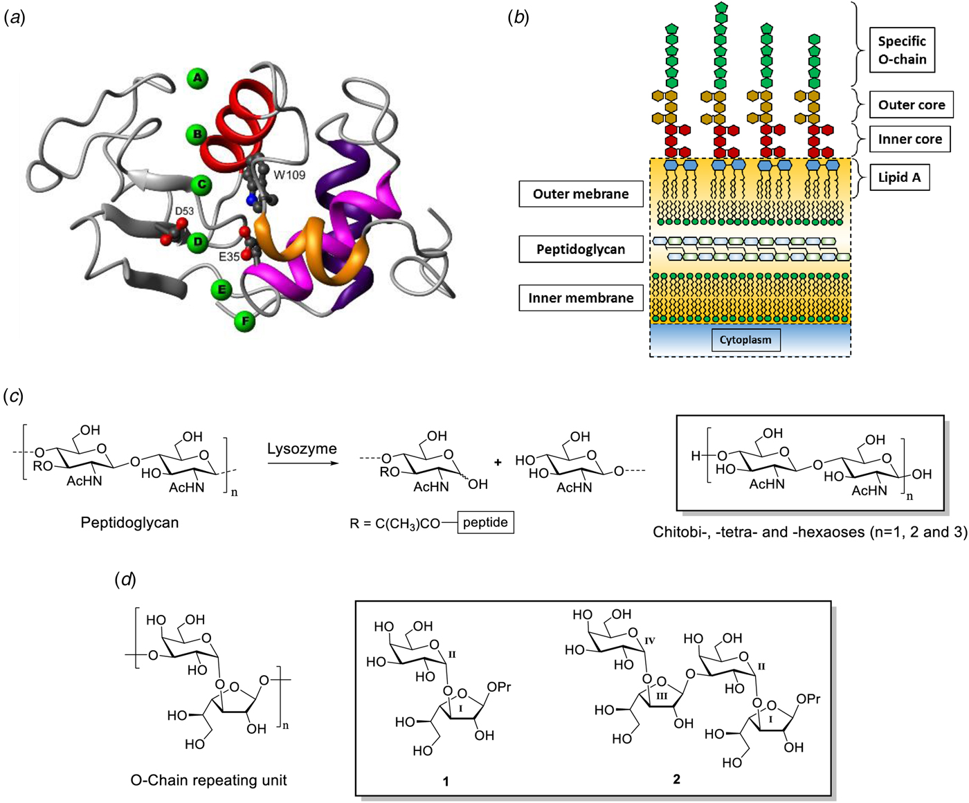 Lysozyme's lectin-like characteristics facilitates its immune defense ...