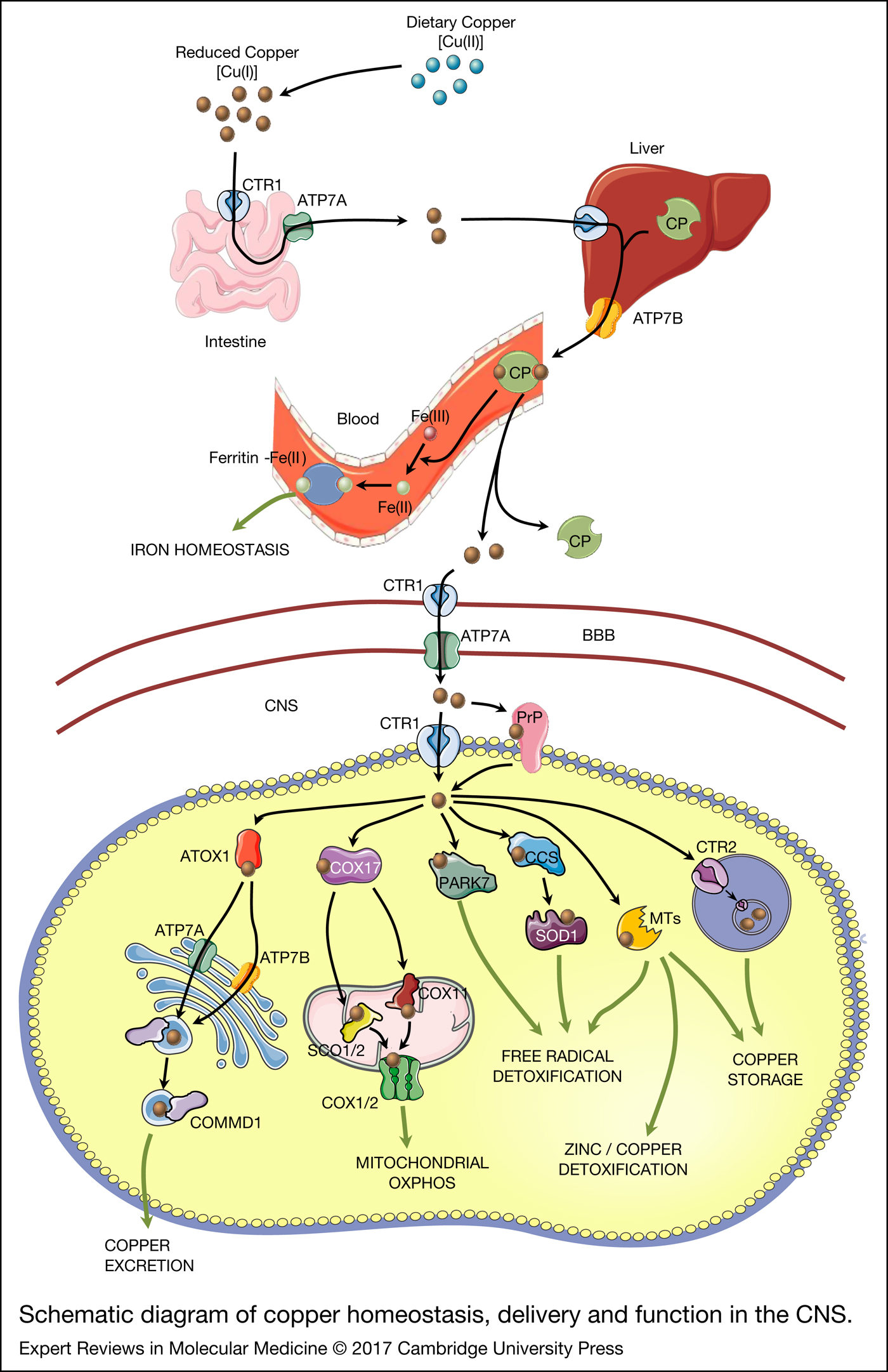 Insights into the mechanisms of copper dyshomeostasis in amyotrophic ...