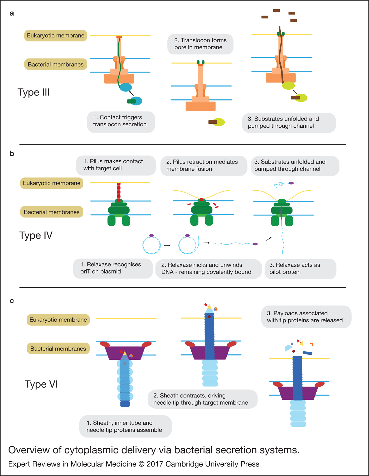 Intracellular delivery of biologic therapeutics by bacterial secretion ...