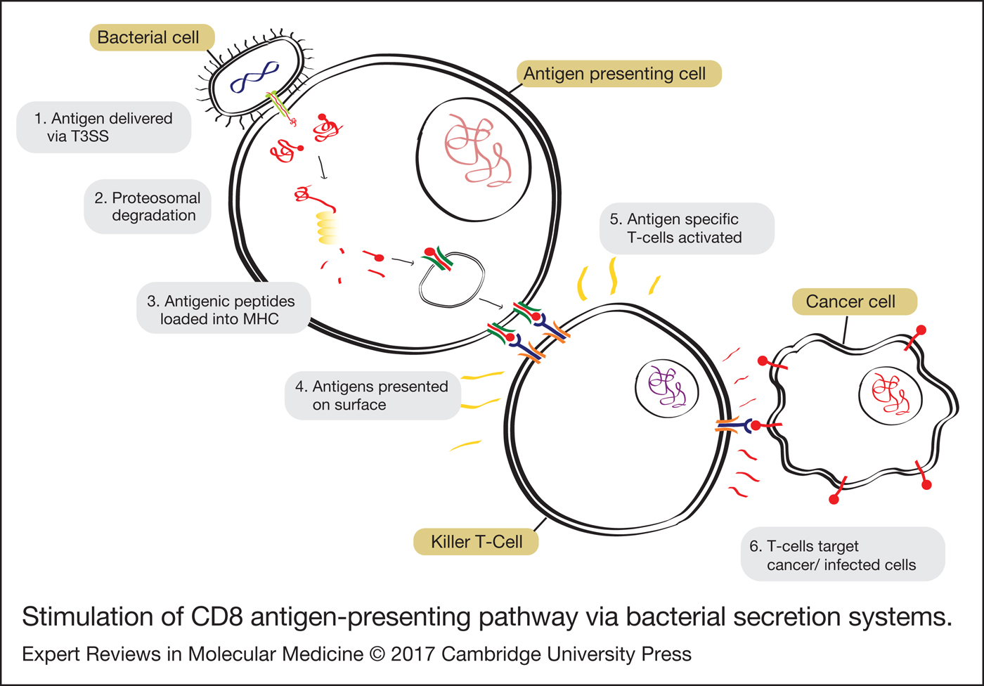 Intracellular delivery of biologic therapeutics by bacterial secretion ...