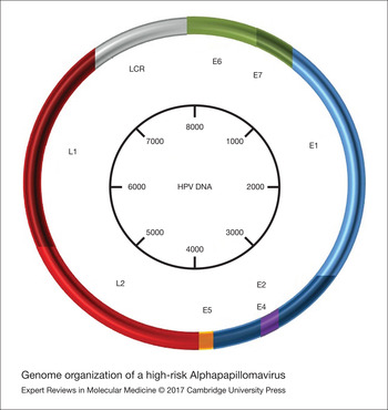 Molecular approaches for HPV genotyping and HPV-DNA physical status ...
