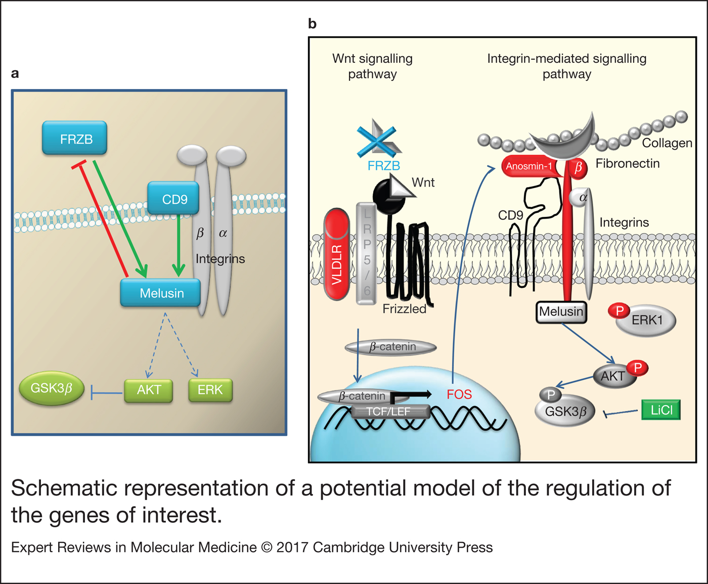 FRZB and melusin, overexpressed in LGMD2A, regulate integrin β1D ...