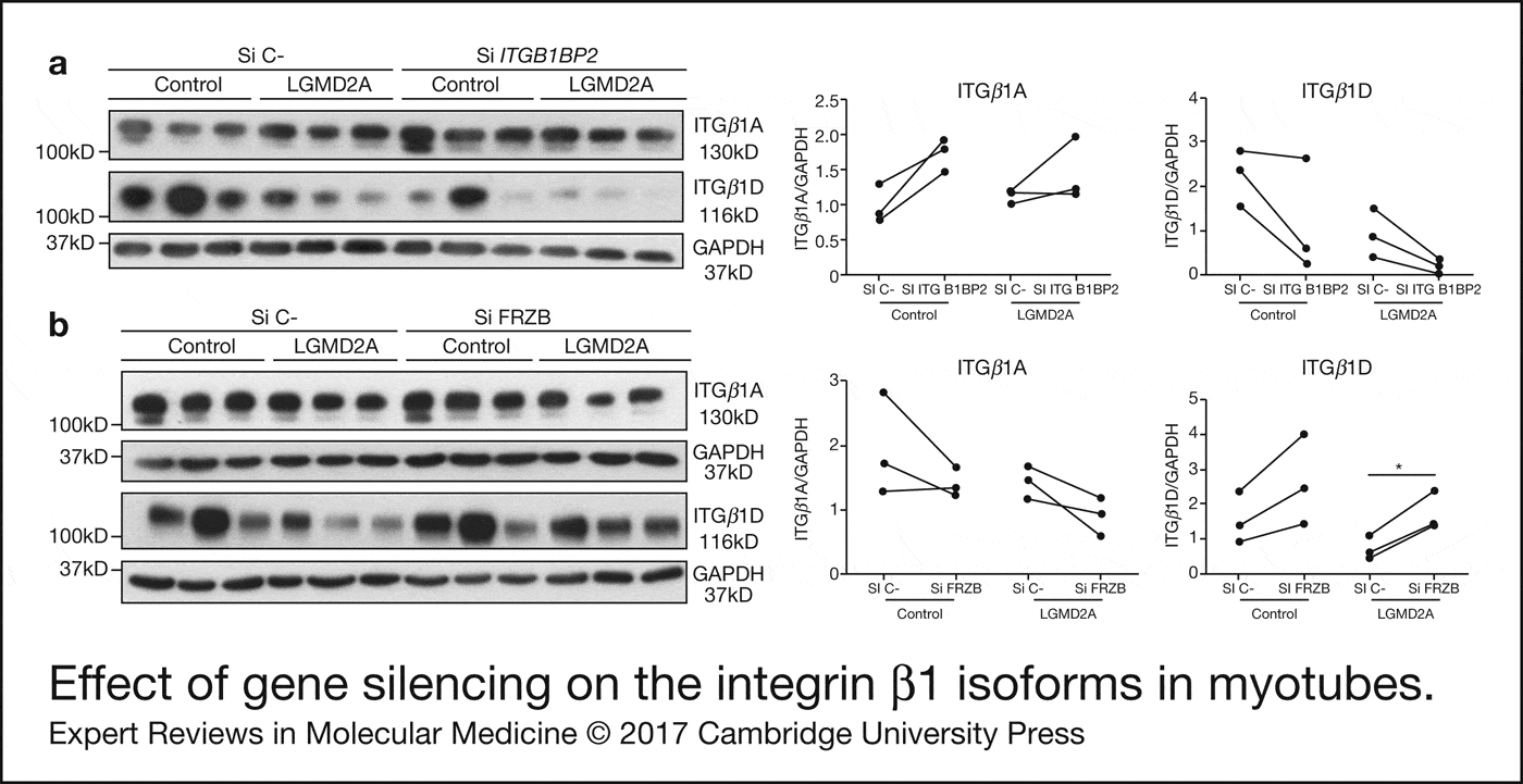 FRZB and melusin, overexpressed in LGMD2A, regulate integrin β1D ...