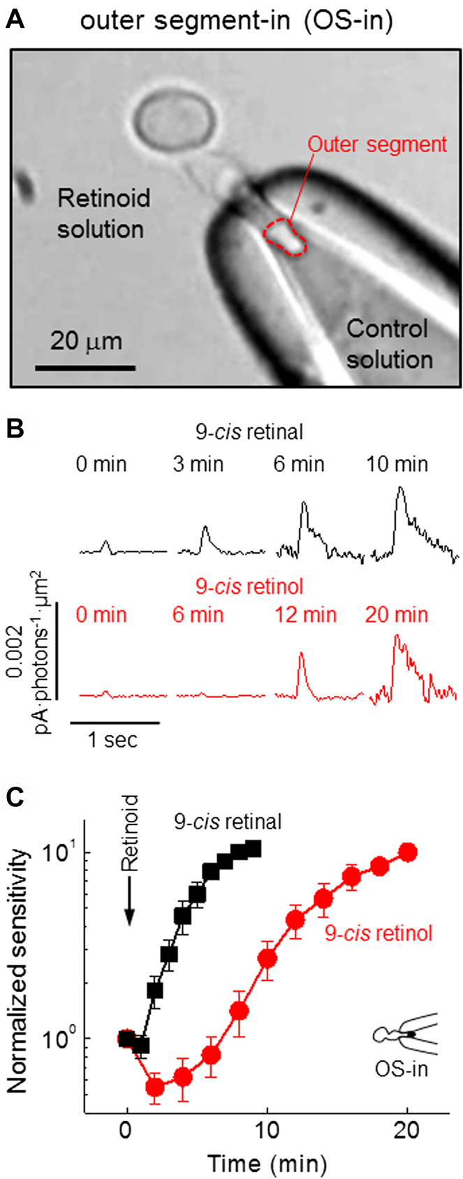 The retina visual cycle is driven by cis retinol oxidation in the outer ...