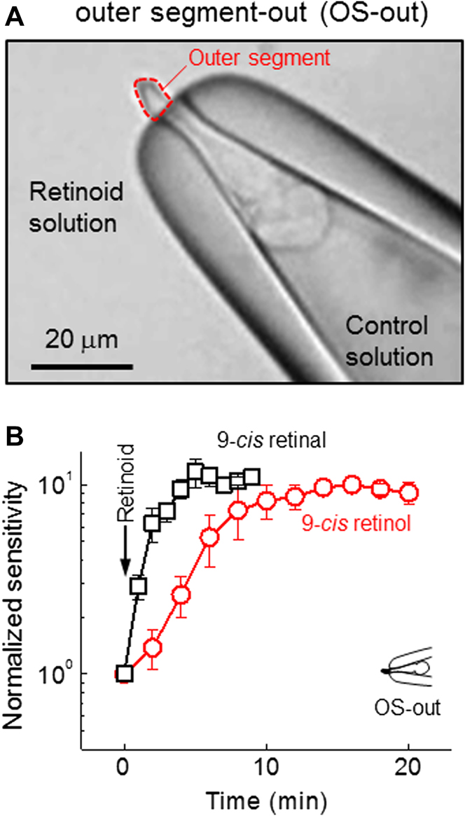 The retina visual cycle is driven by cis retinol oxidation in the outer ...