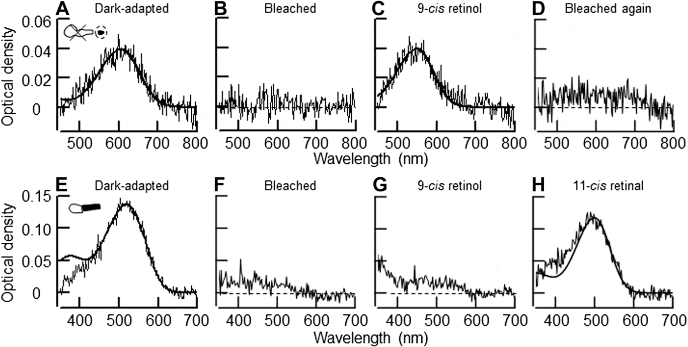 The retina visual cycle is driven by cis retinol oxidation in the outer ...