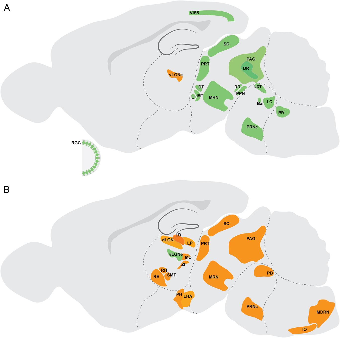 Not a one-trick pony: Diverse connectivity and functions of the rodent ...