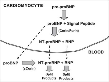 BNP in children with congenital cardiac disease: is there now ...