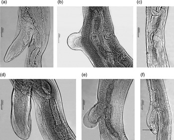Host-specificity and morphometrics of female Haemonchus contortus, H ...
