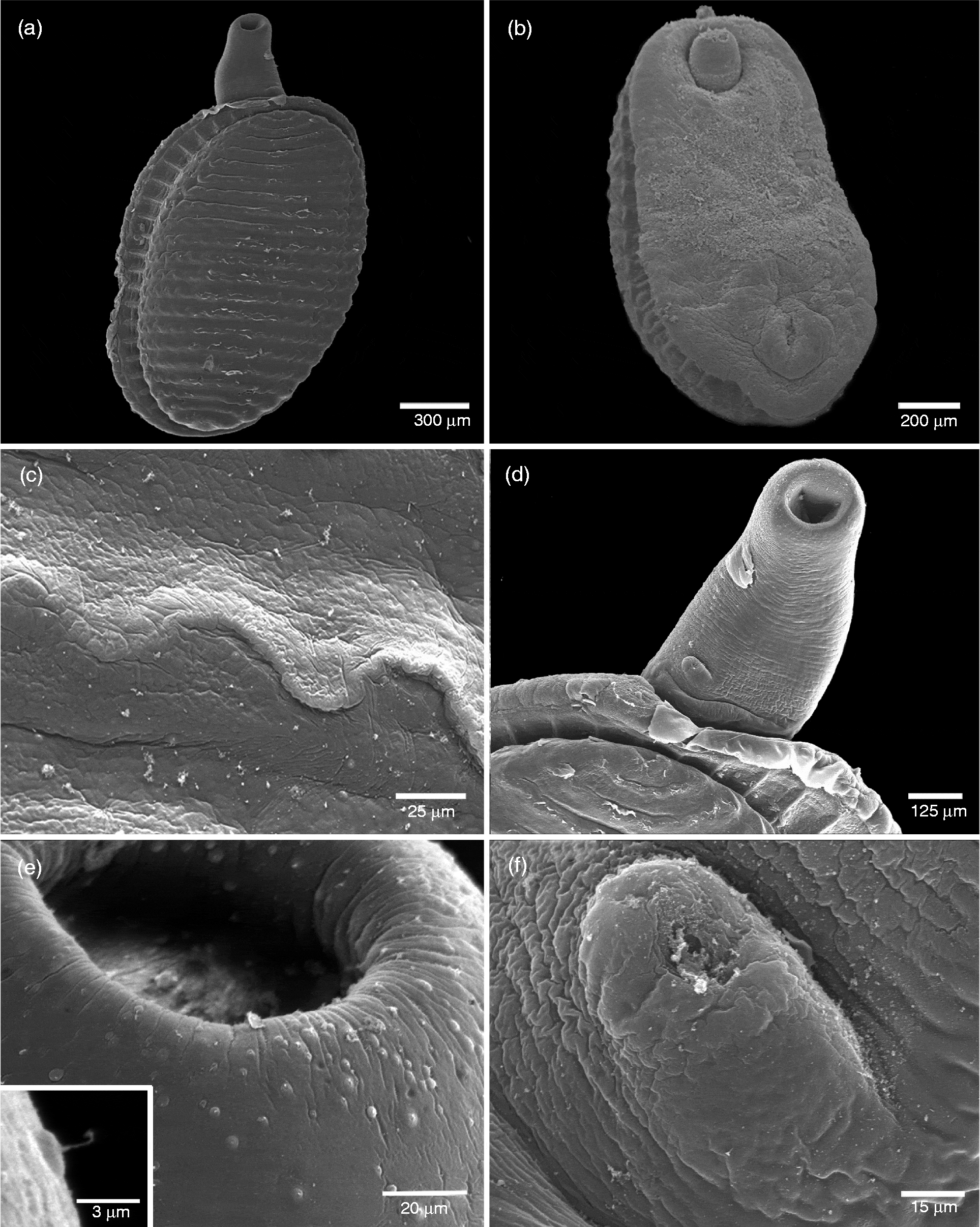 Rohdella amazonica n. sp. (Aspidogastrea: Aspidogastridae) from the ...
