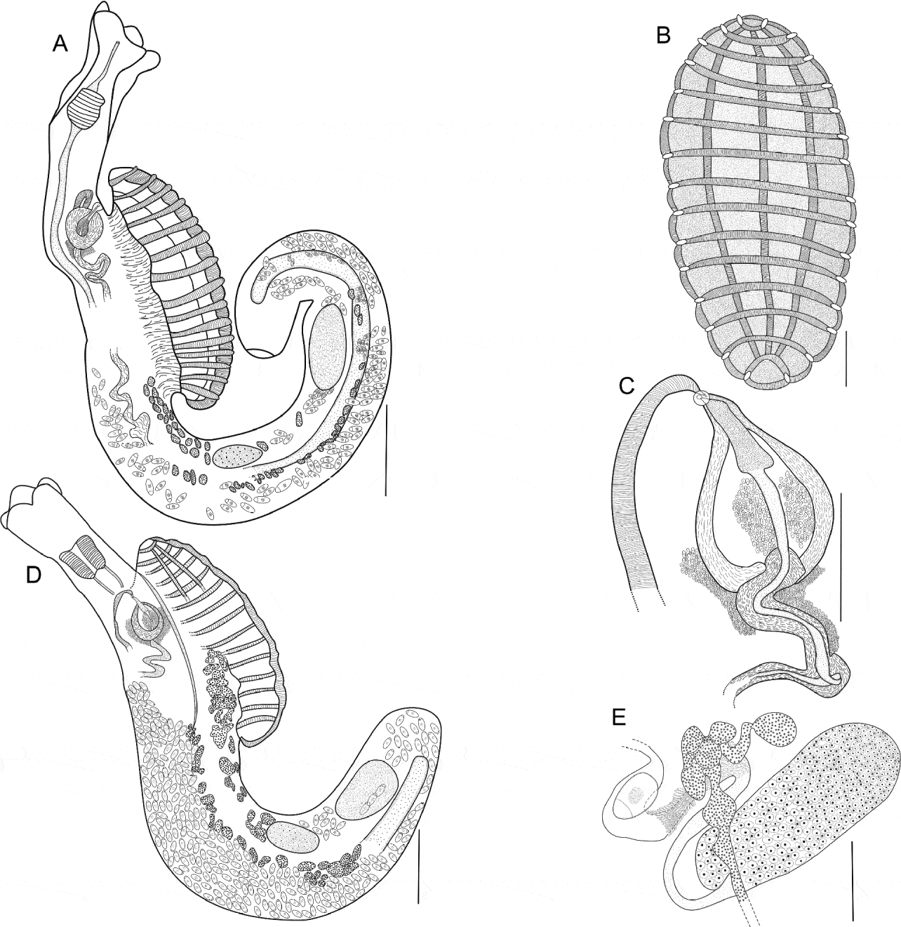 A redescription of Lobatostoma kemostoma (MacCallum & MacCallum, 1913 ...