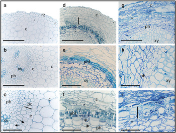 Anatomy and Development of the Endodermis and Phellem of Quercus suber ...