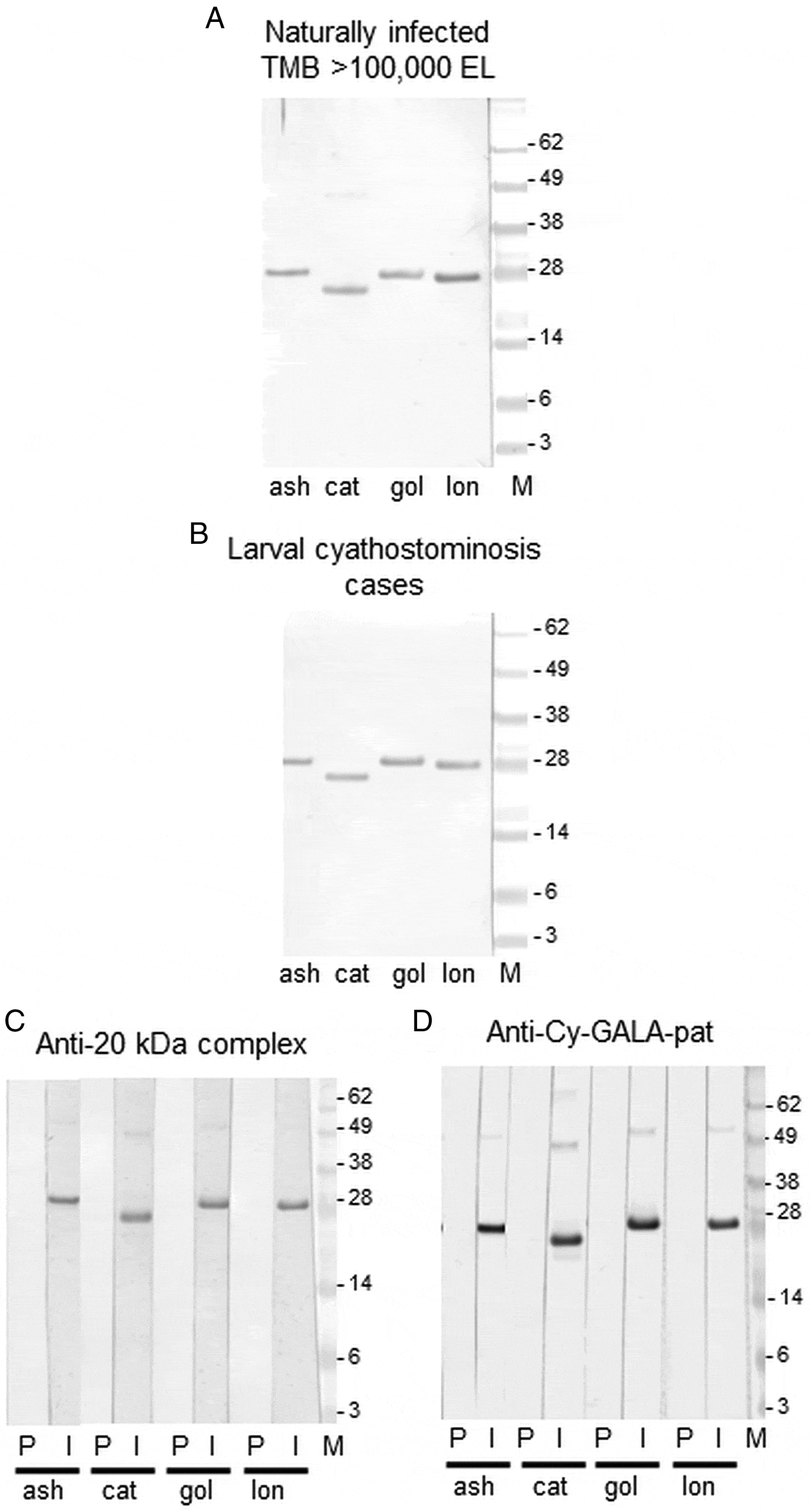Development of a recombinant protein-based ELISA for diagnosis of ...