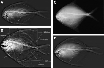 Comparative osteology of the axial skeleton of the genus Pampus (Family ...