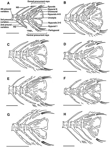 Comparative osteology of the axial skeleton of the genus Pampus (Family ...