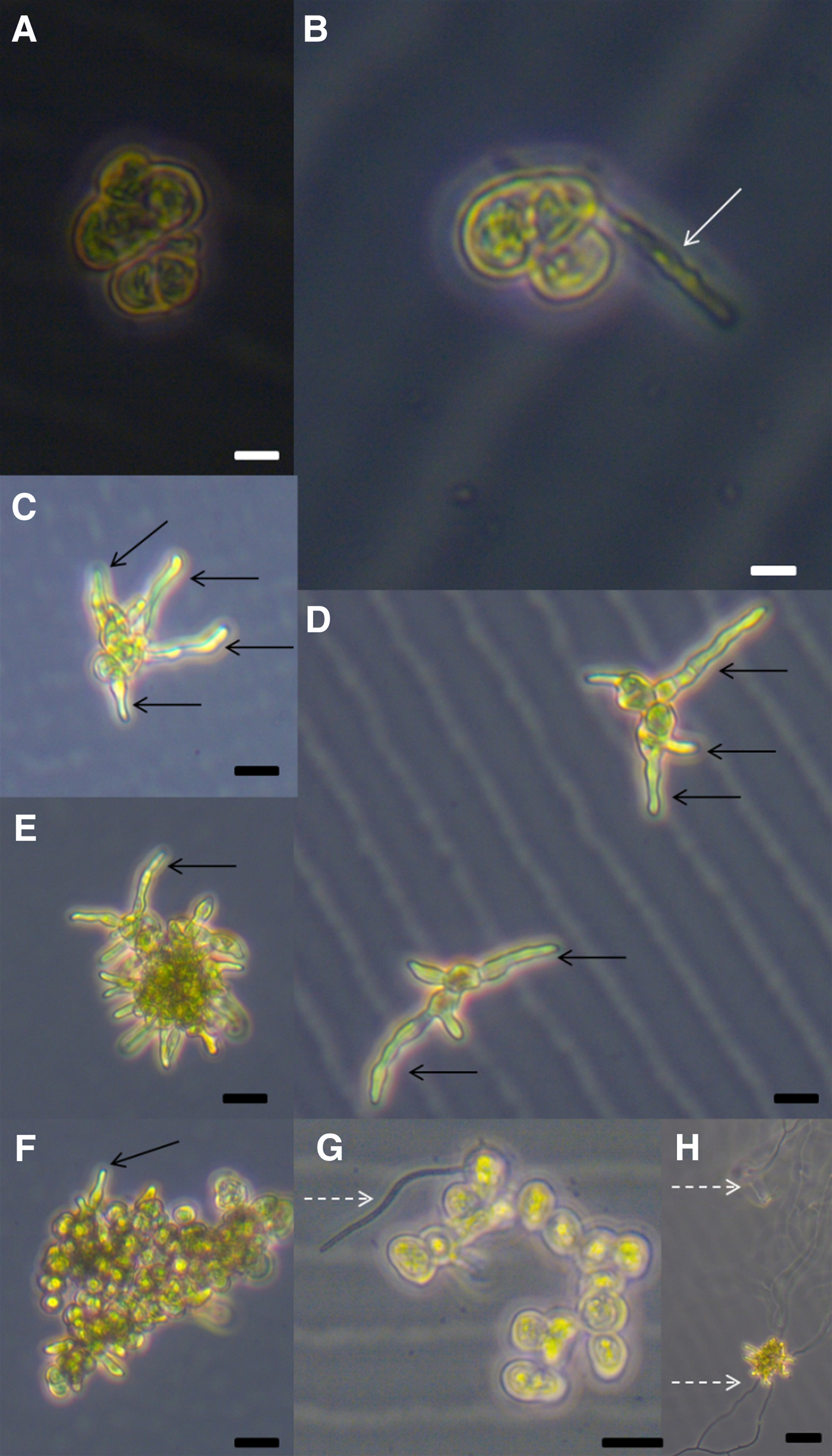Novel lineage of a green alga and Acremonium stroudii (Ascomycota) sp ...