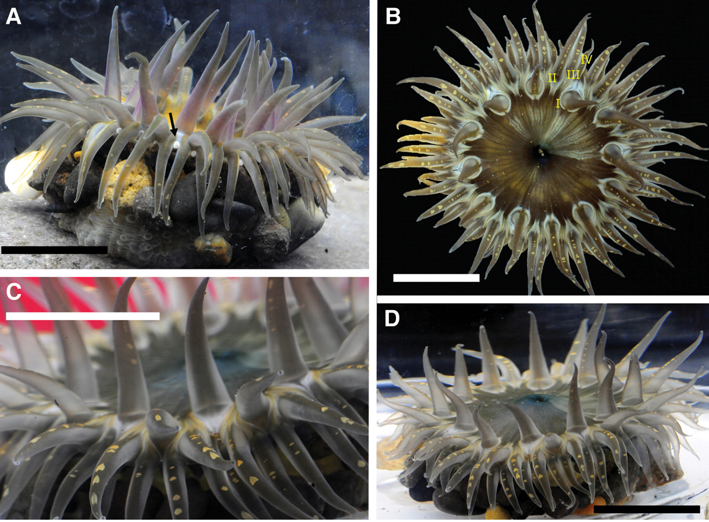 First record of the sea anemone Anthopleura nigrescens (Cnidaria ...