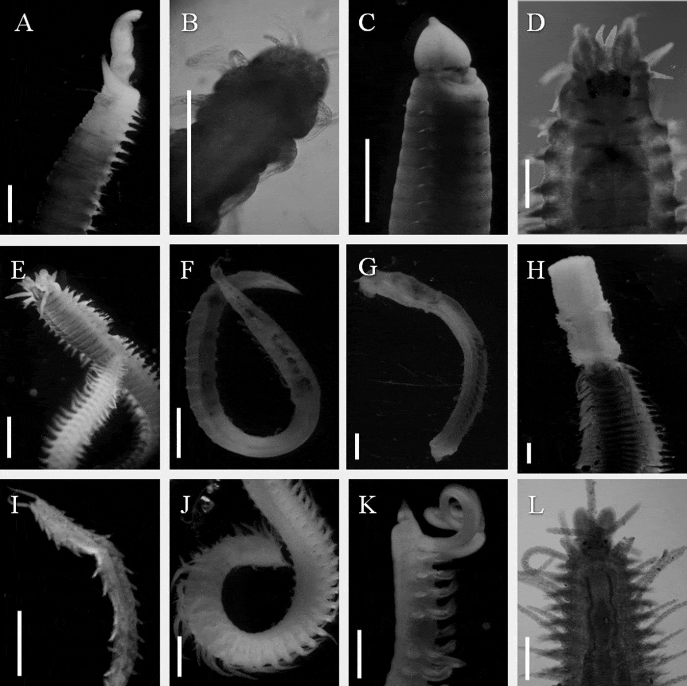 New records of polychaetes (Annelida) for northern Ecuador | Marine ...