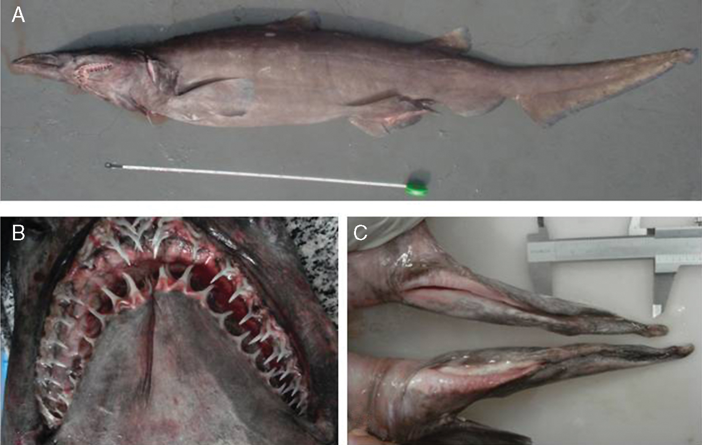 Record of the goblin shark Mitsukurina owstoni (Chondrichthyes: Lamniformes: Mitsukurinidae ...