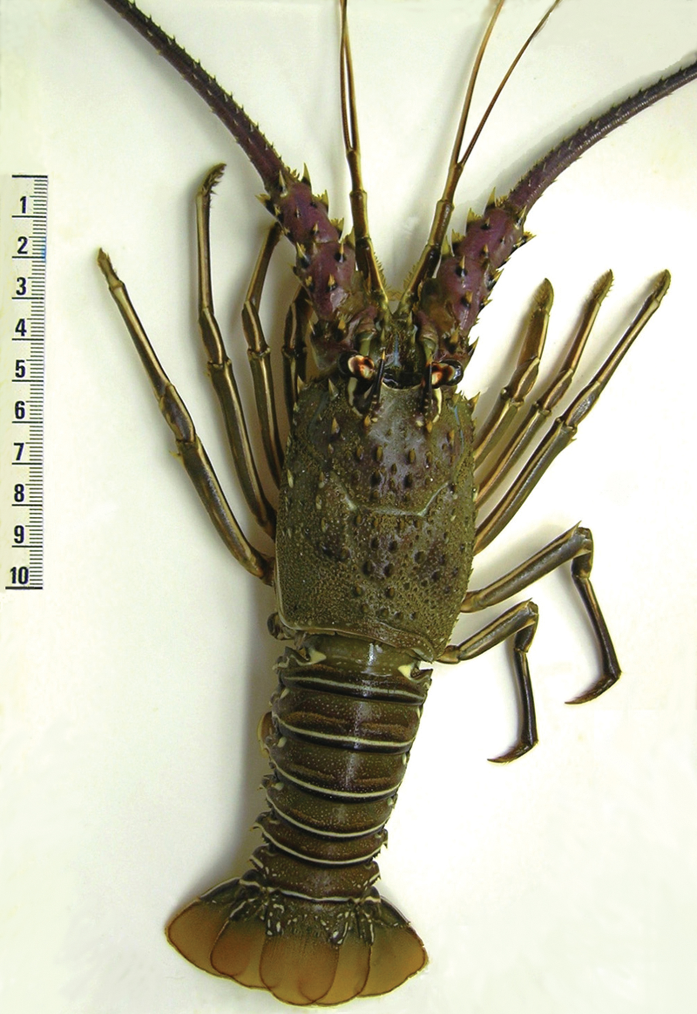 First record of Panulirus regius (Decapoda: Palinuridae) in the Italian ...