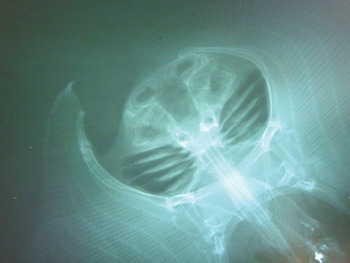 Pectoral fin anomalies in the long-tailed butterfly ray, Gymnura ...