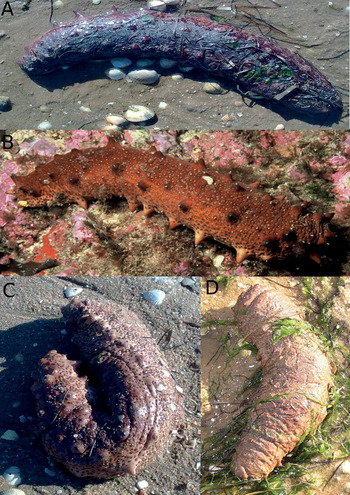 A new record of Holothuria arguinensis colonizing the Mediterranean Sea ...