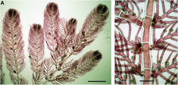 New records and additions to the seaweeds of France | Marine ...