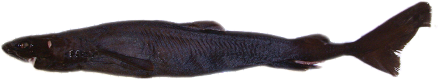 First eastern North Pacific record of the velvet dogfish, Zameus ...