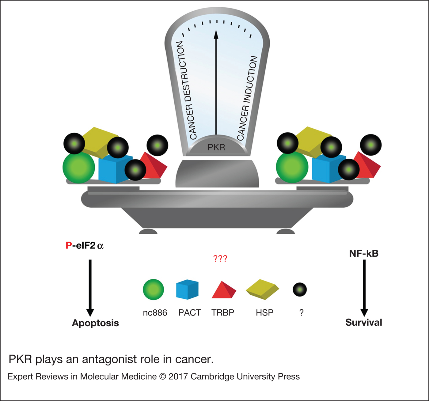 Clinical and therapeutic potential of protein kinase PKR in cancer and ...