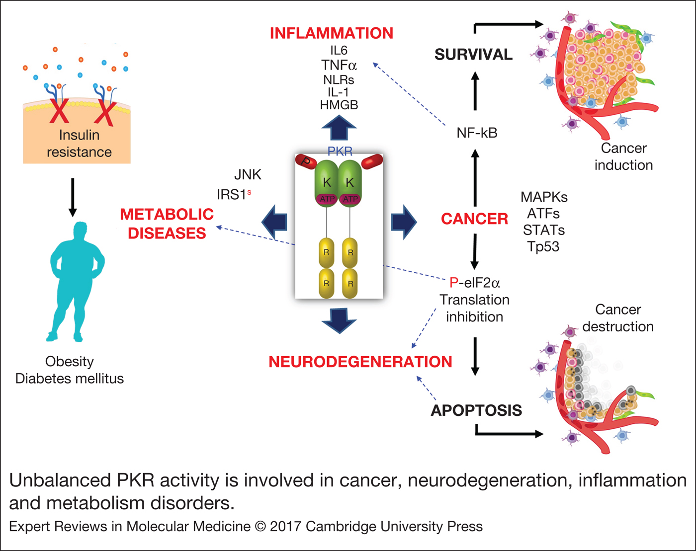 Clinical and therapeutic potential of protein kinase PKR in cancer and ...