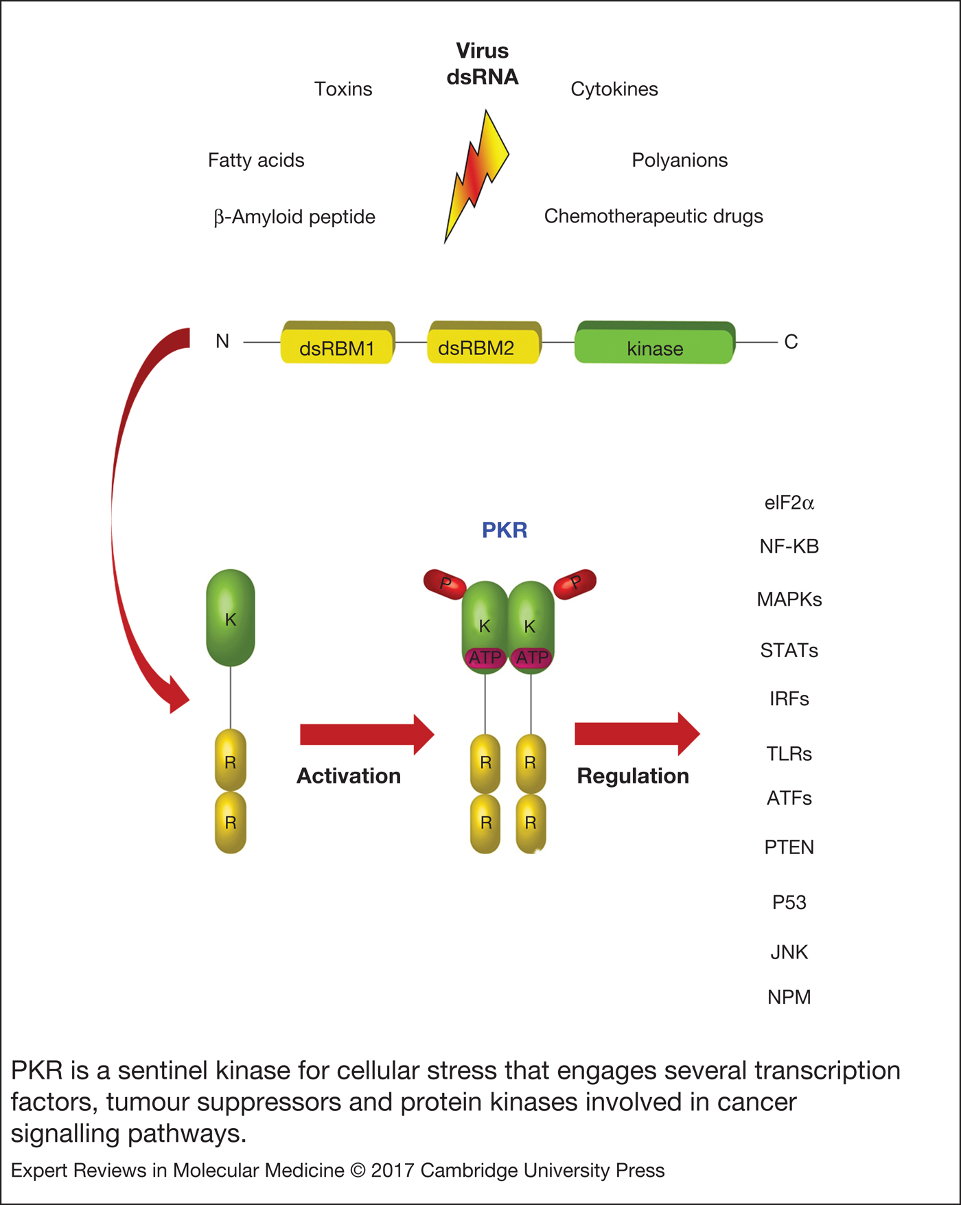 Clinical and therapeutic potential of protein kinase PKR in cancer and ...