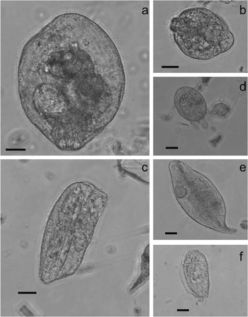 Microzooplankton composition in the winter sea ice of the Weddell Sea ...