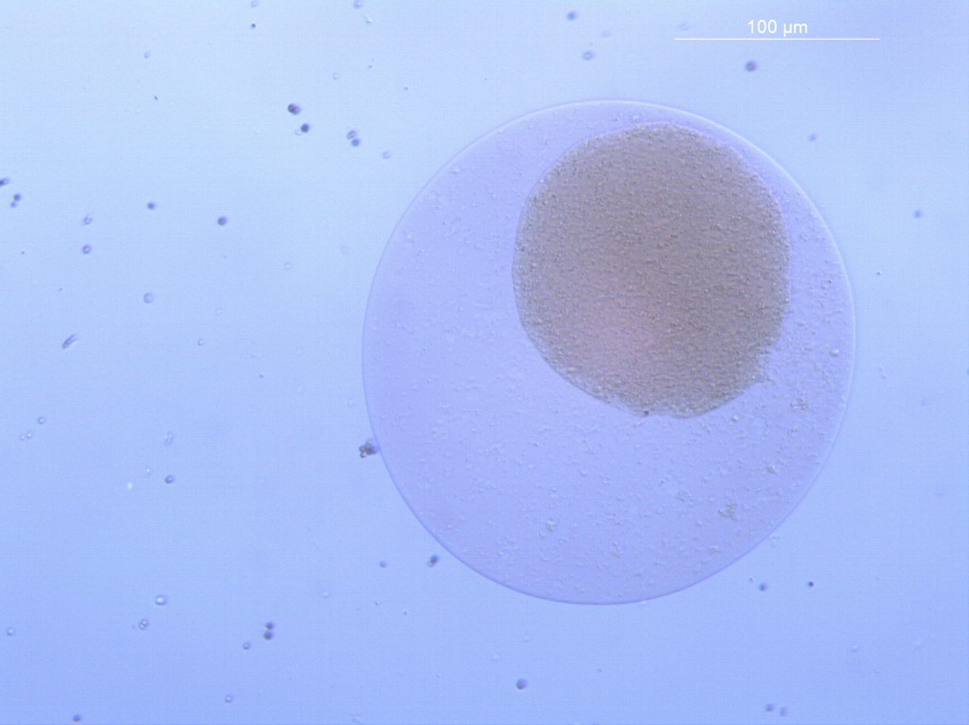 Rhipicephalus turanicus, a new vector of Hepatozoon canis ...