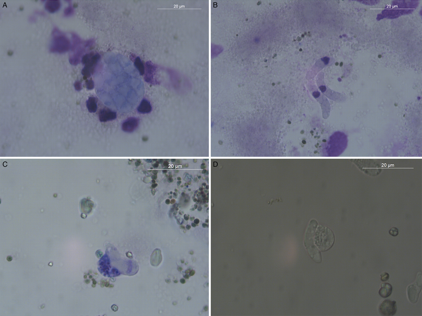 Rhipicephalus turanicus, a new vector of Hepatozoon canis ...