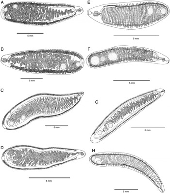 Central European parasitic flatworms of the Cyclocoelidae Stossich ...