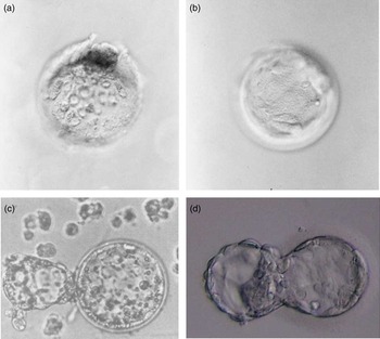 Impact of the IVF laboratory environment on human preimplantation ...