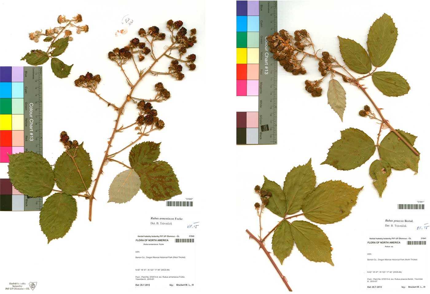 Invasive Blackberry Species in Oregon: Their Identity and ...