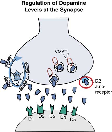 Dazzled by the dominions of dopamine: clinical roles of D3, D2, and D1 ...