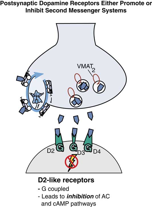 Dazzled by the dominions of dopamine: clinical roles of D3, D2, and D1 ...