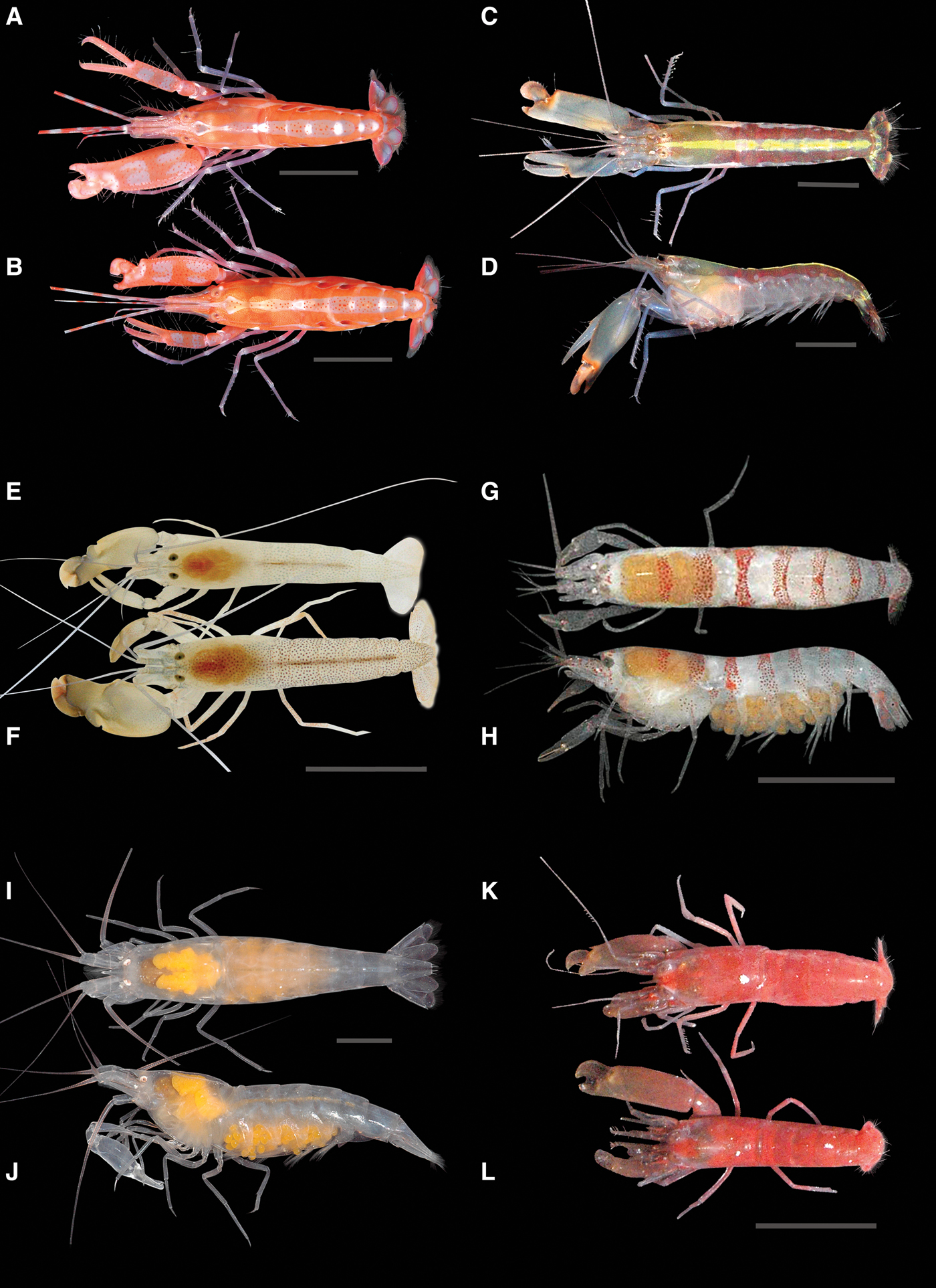 New records of alpheid shrimps (Crustacea: Decapoda: Alpheidae) from ...