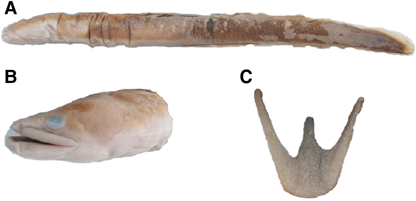 First record of a tropical mottled eel, Anguilla bengalensis ...