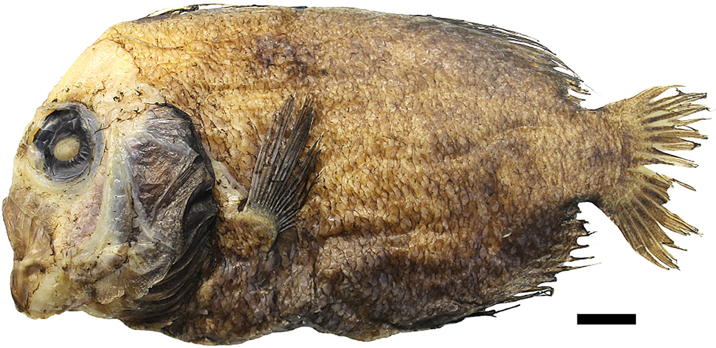 First record of the genus Paracaristius (Perciformes: Caristiidae) from ...