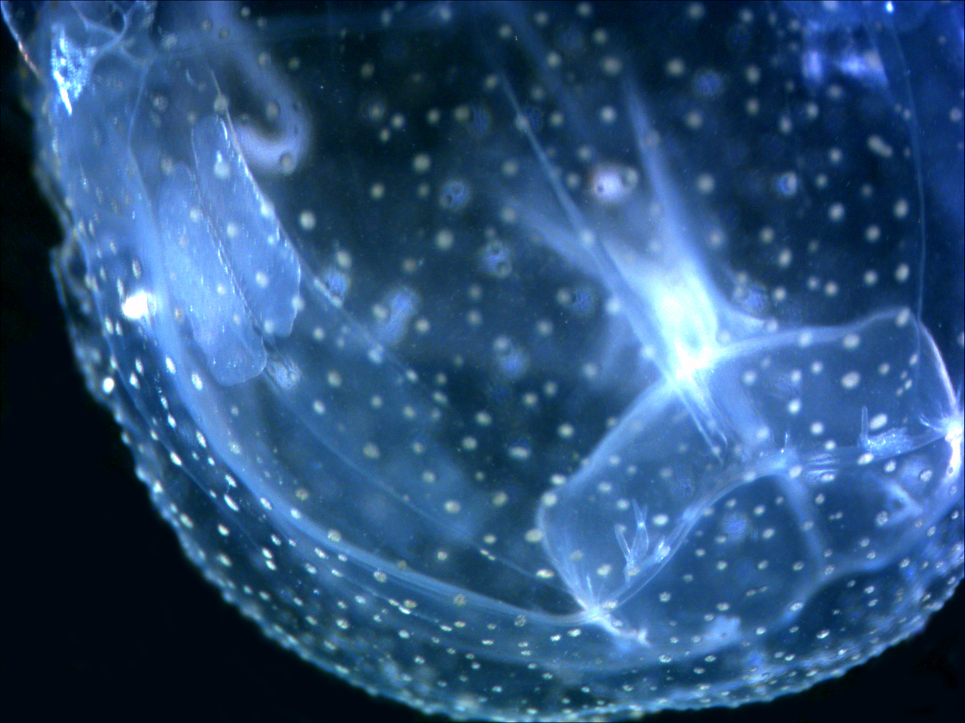 First record of the Caribbean box jellyfish Tripedalia cystophora in ...