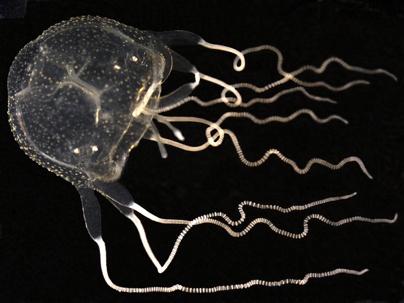First record of the Caribbean box jellyfish Tripedalia cystophora in ...
