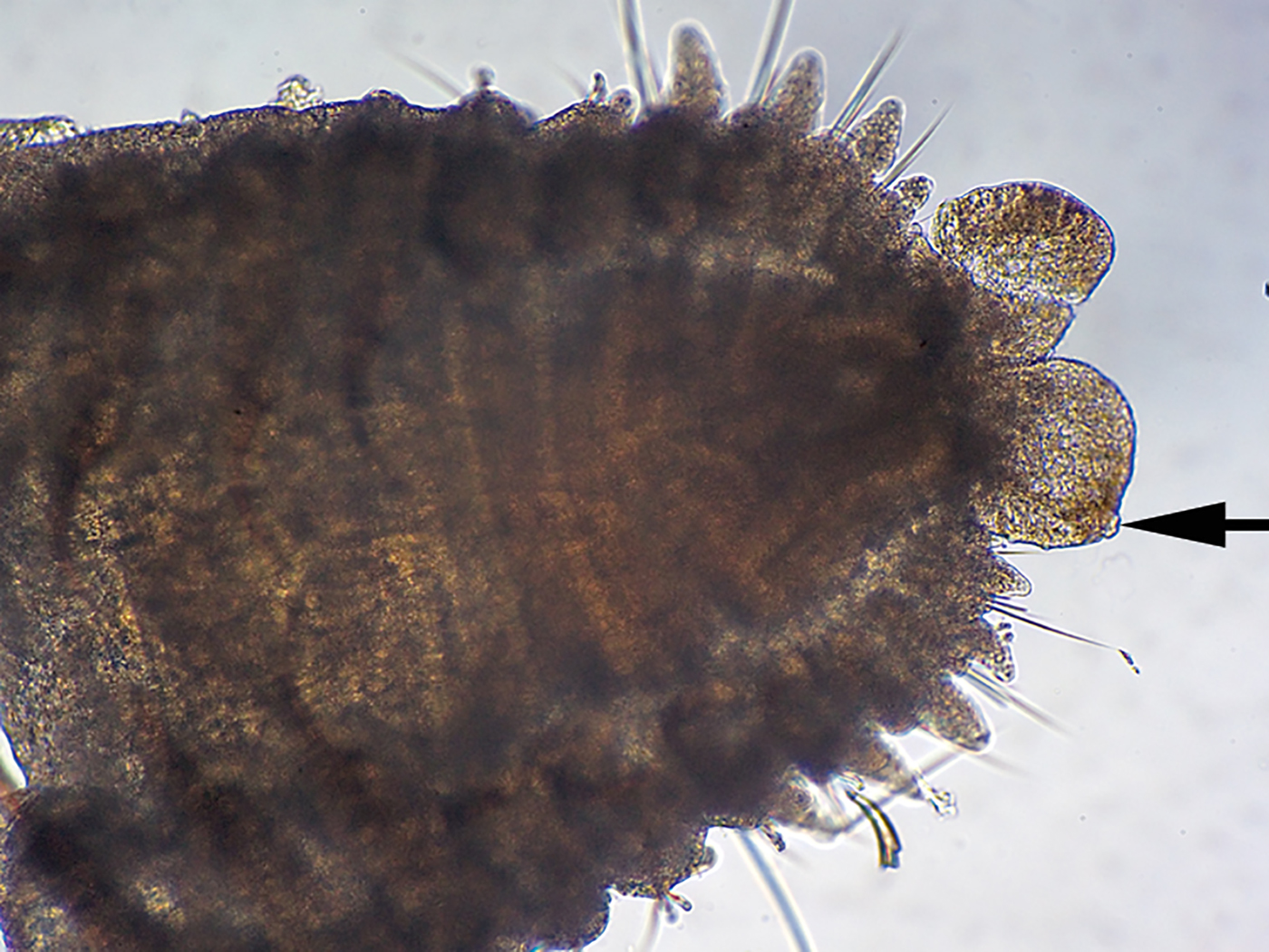 Boccardia proboscidea and Boccardiella hamata (Polychaeta: Spionidae ...