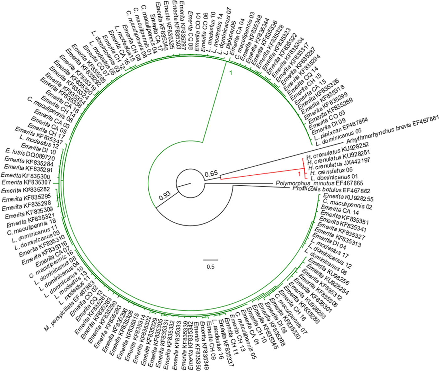The phylogeny and life cycle of two species of Profilicollis ...