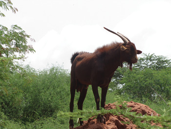 Description of production systems and morphological characteristics of ...