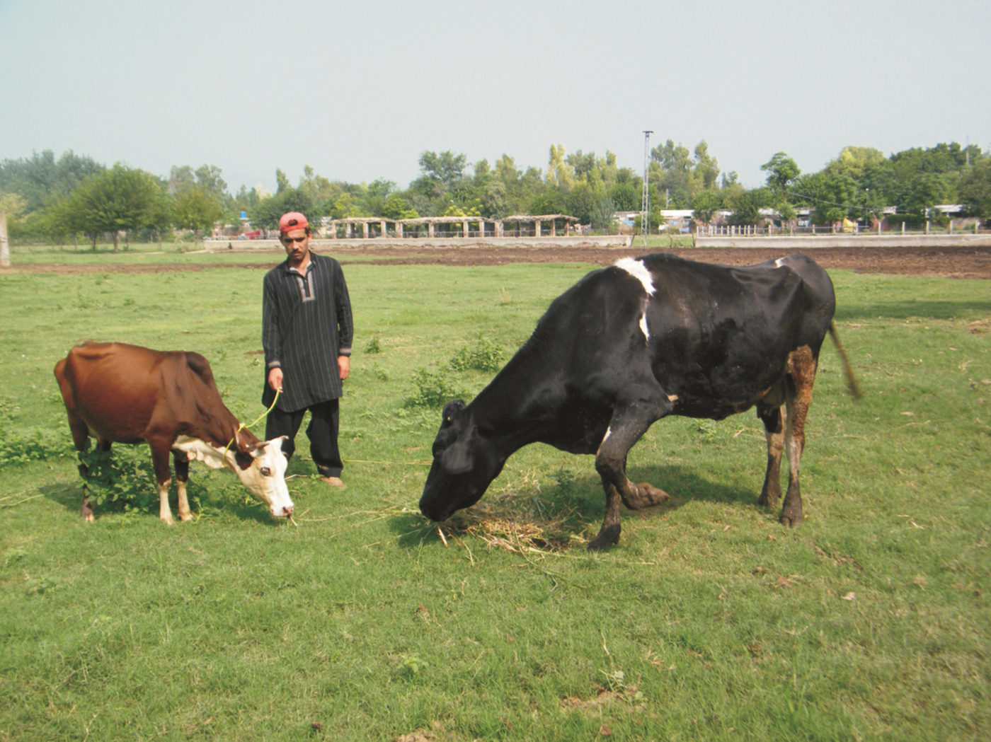 Morphological characterization of Achai cattle in sedentary and ...