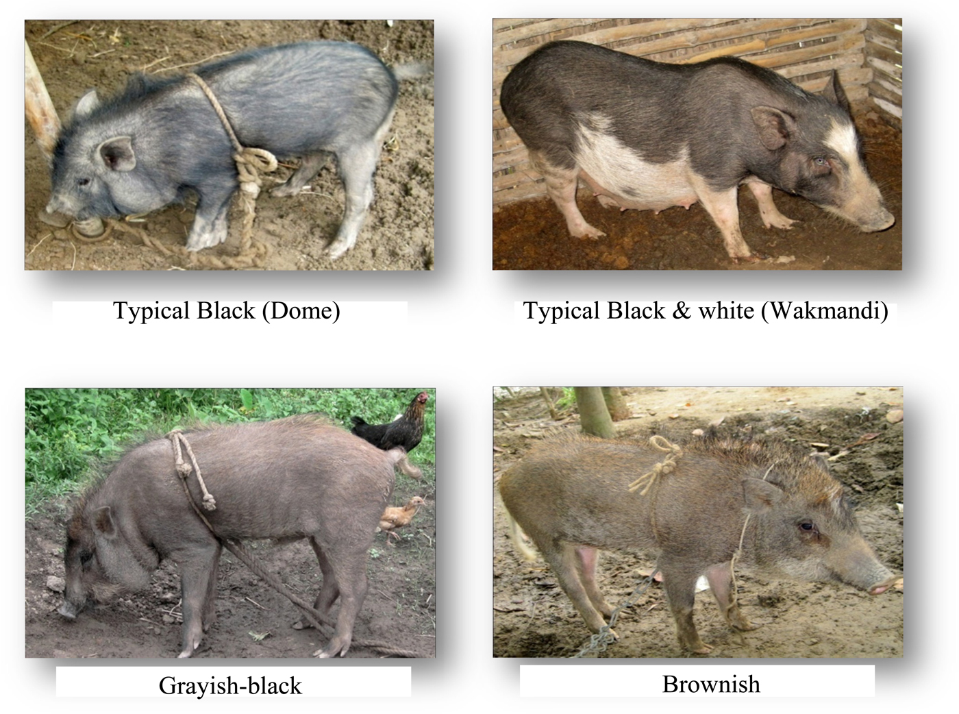 Phenotypic and morphological characterization and reproduction ...