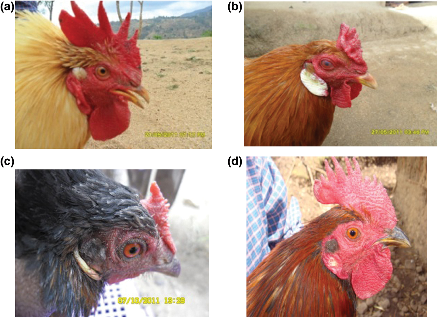 Signature of artificial selection and ecological landscape on ...